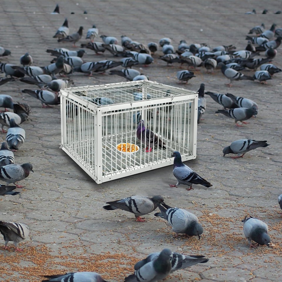 Live Catch Humane Pigeon Trap - One Way Entry Bird Cage - Easy Assembly ...