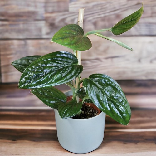 Monstera 'Peru' 75mm Pot | eBay