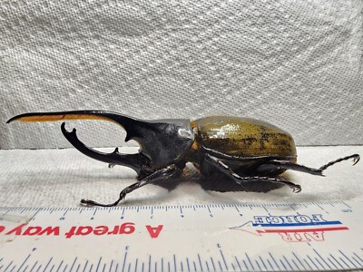 Dynastes hercules septentrionalis 129.14mm Costa Rica Wild Caught ...