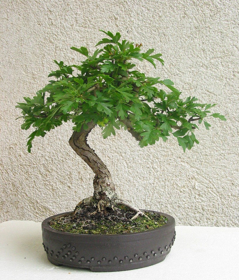 English Hawthorn, Crataegus laevigata, Tree Seeds (Edible, Hardy, Showy ...