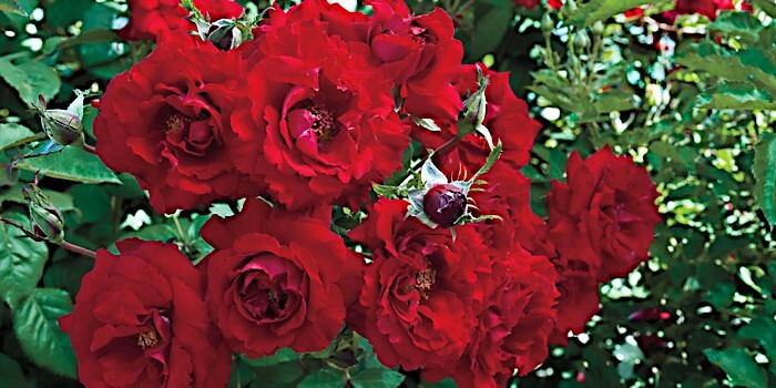 JAPANESE RED ROSE BUSH FLOWER SEEDS Rosa Rugosa Rubra Garden Hardy ...