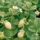 Strawberry Alpine Yellow Wonder Heirloom Vegetable By Seed Kingdom 40 ...