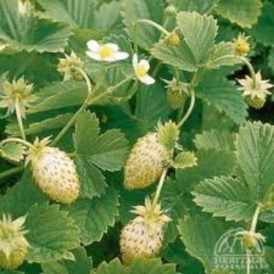 Strawberry Alpine Yellow Wonder Heirloom Vegetable By Seed Kingdom 40 ...
