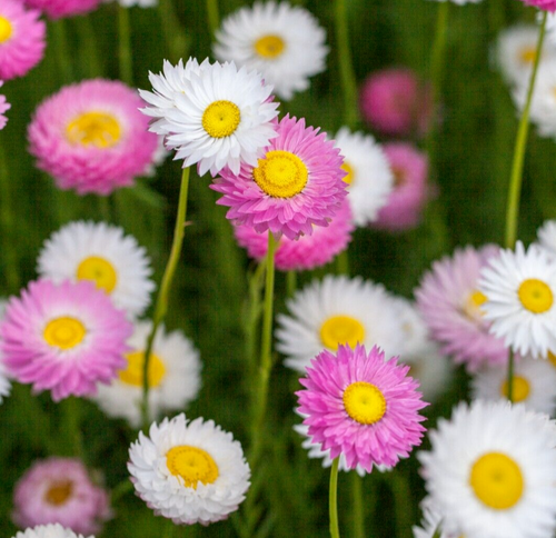 Paper Daisy Helipterum roseum Giant flowered mixture 900 seeds+FREE ...