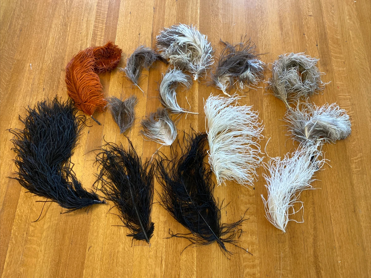 Ostrich Feathers