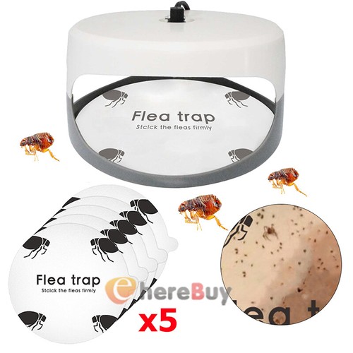 5Pcs Disposable Flea Trap Sticker Bug Dome Flea Trap Refill Flea Glue ...