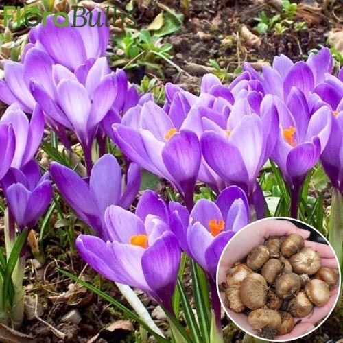 Crocus Bulbs Tommasinianus 'Barrs Purple' Spring Flowering Plants bulbs ...