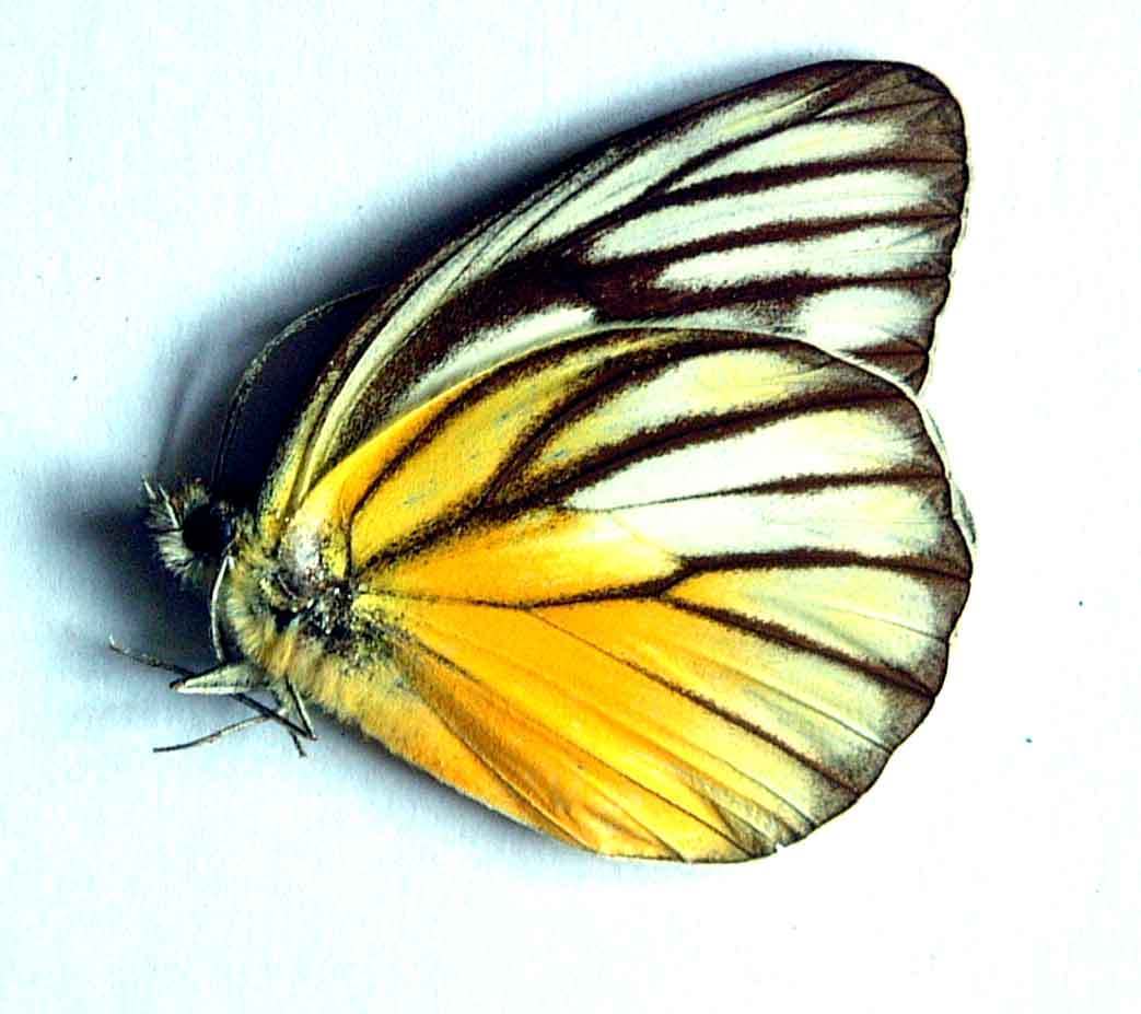 CEPORA TIMNATHA - NICE ABERATION! - unmounted butterfly | eBay