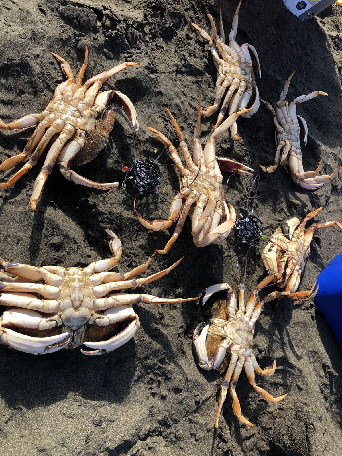 Crab Snare ELITE Crabber Grabber 360 | eBay
