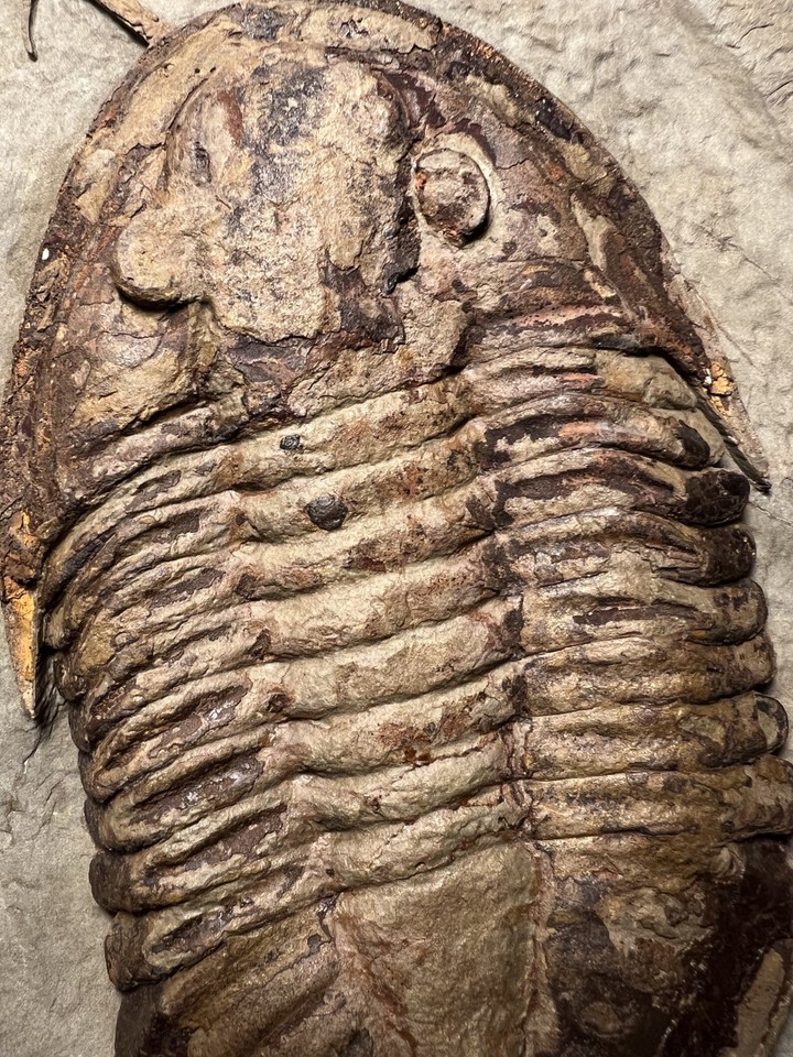 Large Asaphellus sp. Trilobite Fossil with Preserved Antennae – Highly ...