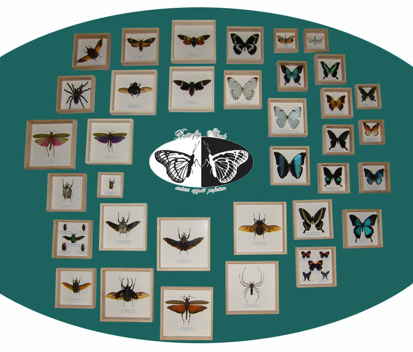 REAL MOUNTED FRAME BUTTERFLY - Morpho marcus - ADONIS BLUE METALLIC ...