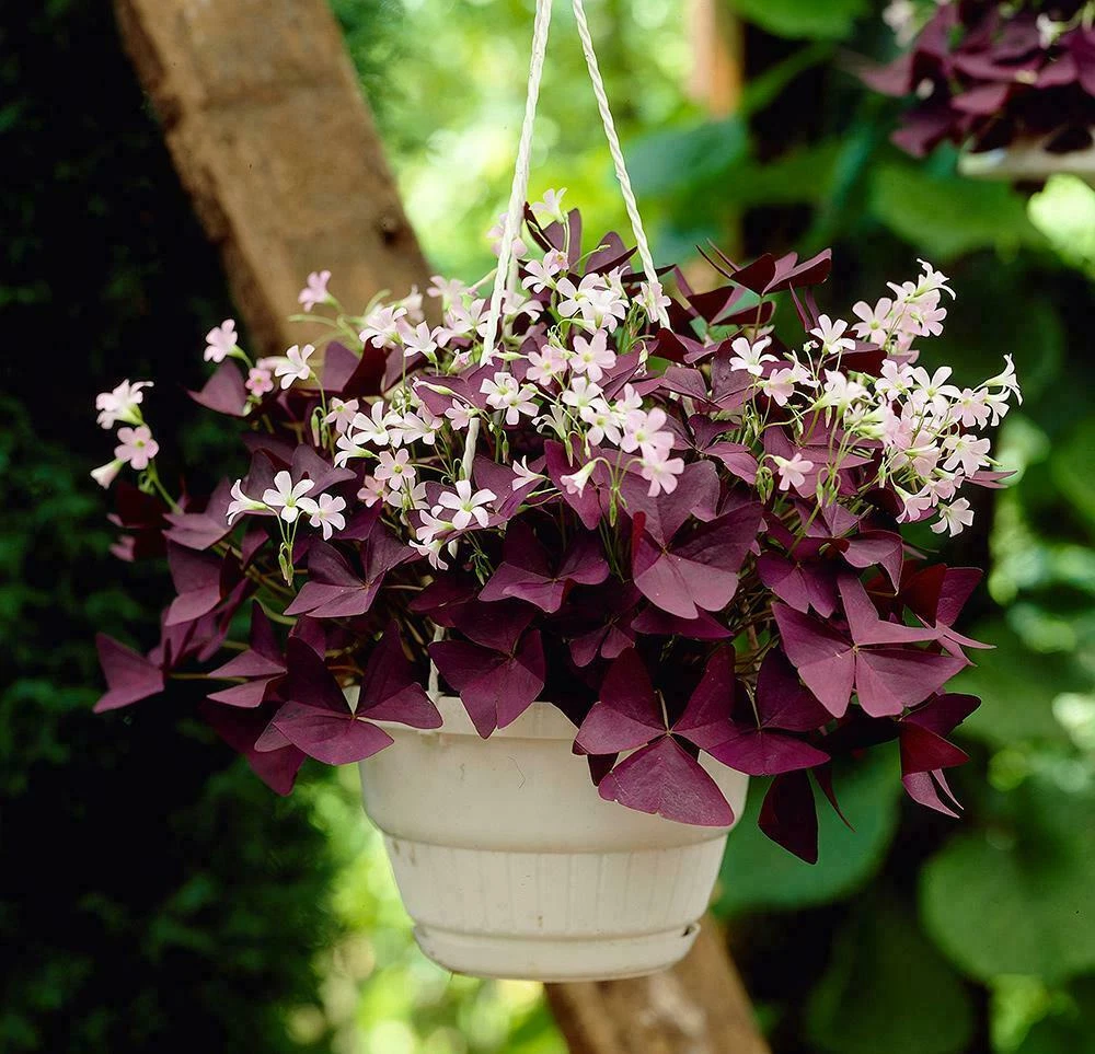 Oxalis Butterfly Plant