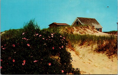 Postcard Cape Cod Massachusetts Shack on the Dunes with Wild Roses - c ...