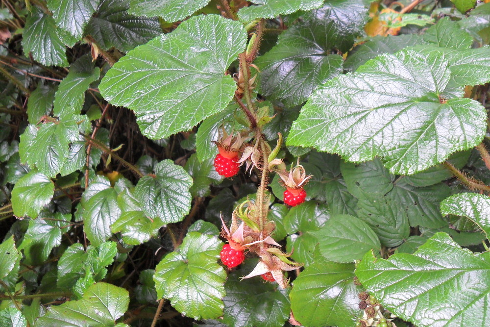 Rubus Tricolor / Chinese Bramble Plant, 20-30cm Tall in 9cm Pot, Edible ...