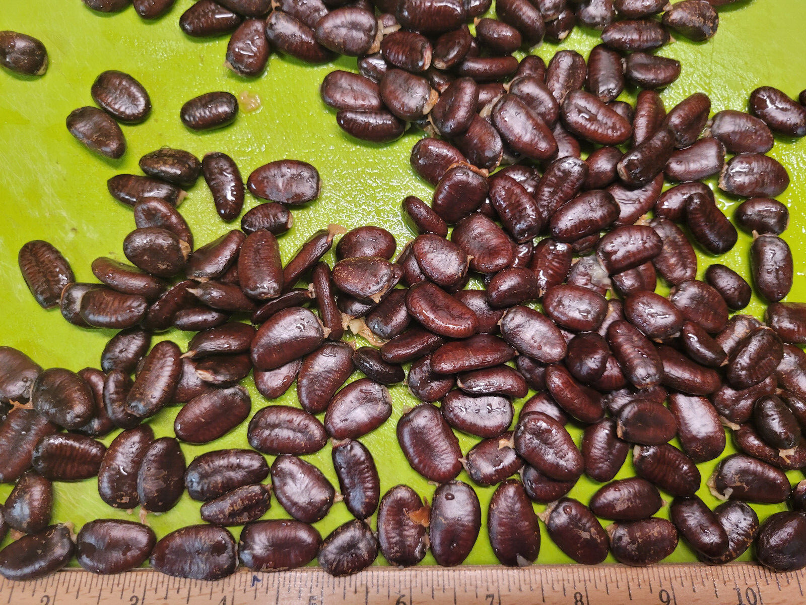 Paw Paw Seeds Asimina Triloba Organically Grown from Sept 2024 pawpaw ...