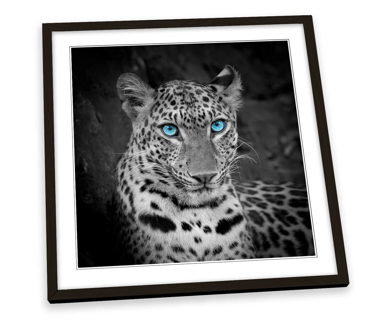 Leopard Print Black And White Border