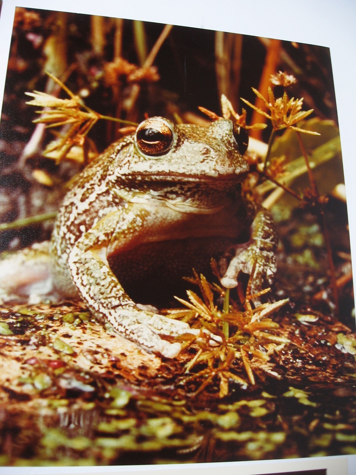 4-Photographs New 8x10's, Photographer William Weber, Florida, Gopher ...