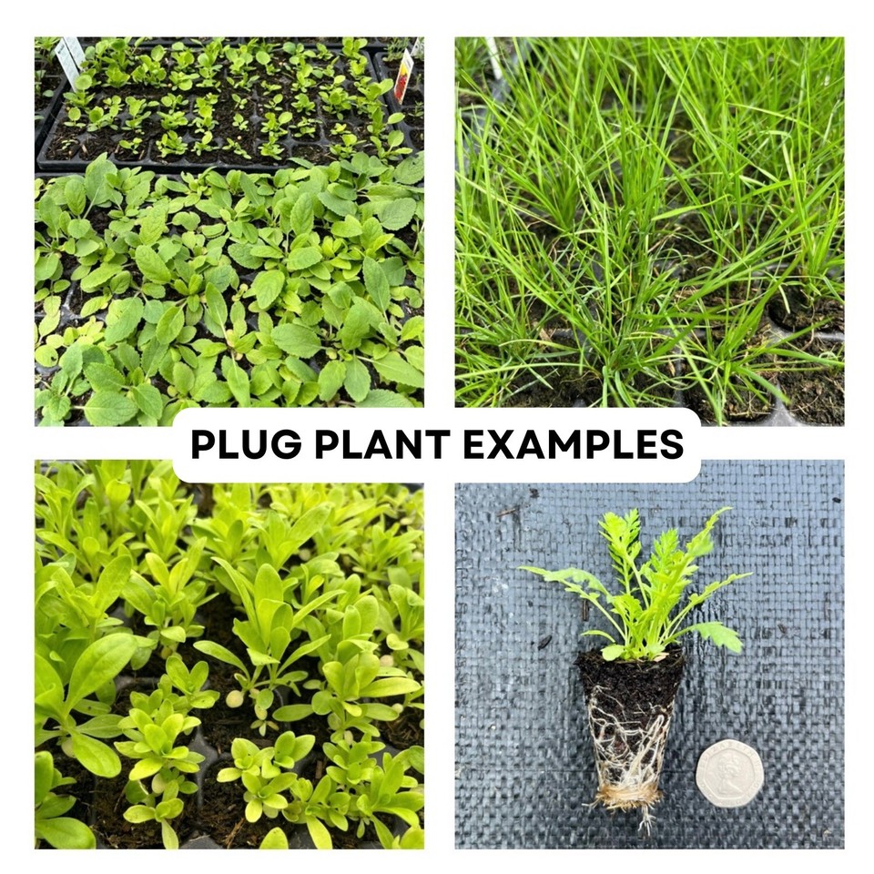 Echinacea Starlight, Coneflower, Pink, Plug Plants, Wildlife Friendly ...