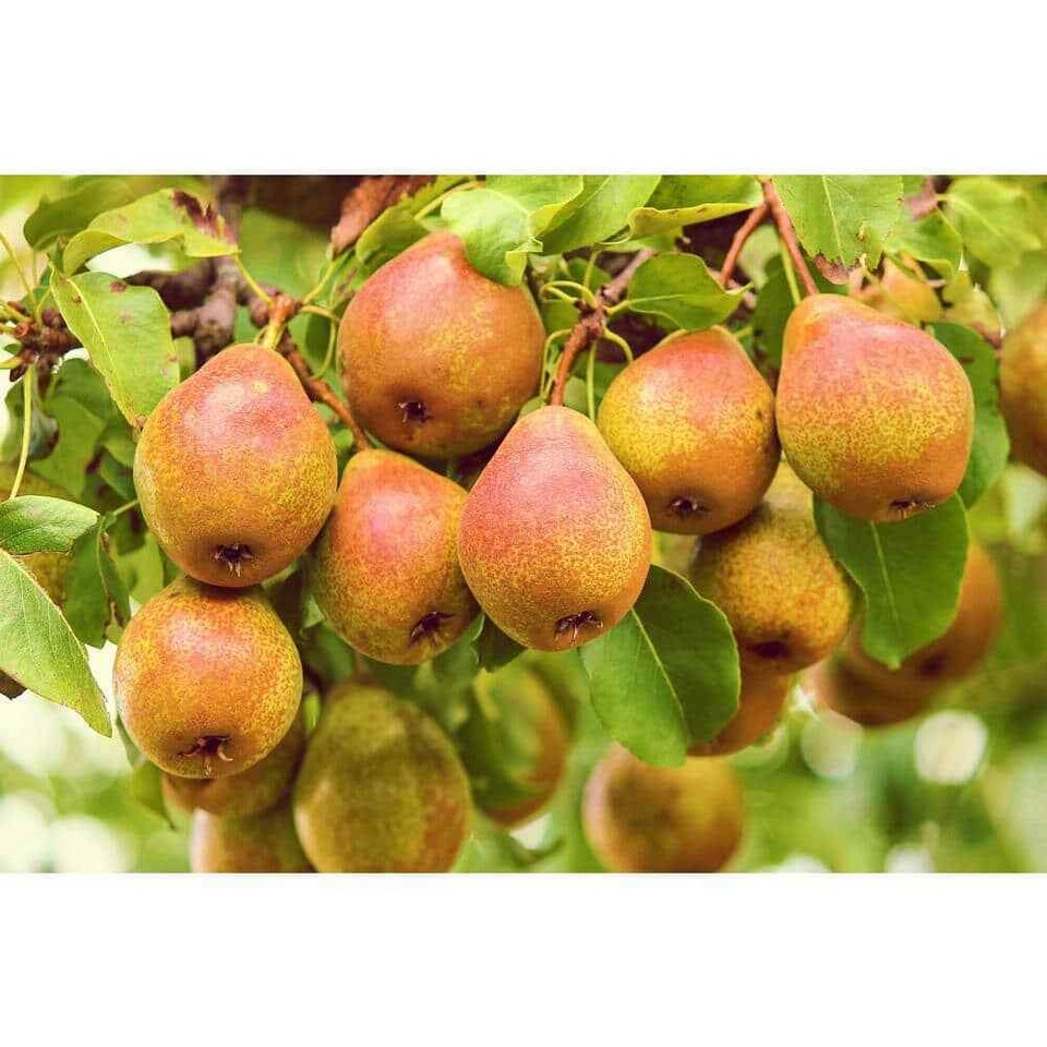 Dwarf Seckel Sugar Pear Tree - Bare-Root 3-4 Ft Tree 7445001394308| eBay