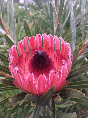 Queen Protea (Protea magnifica) 5 seeds | eBay Australia