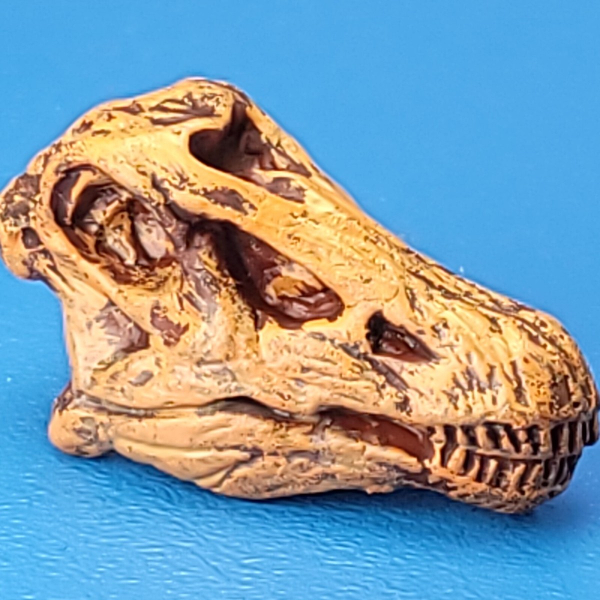 Diplodocus Fossil Postcard Dinosaur Diplodocus Longus Skeleton Fossils