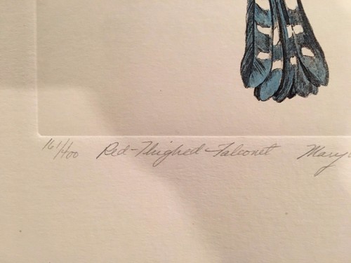 Red-Thighed Falconet by Mary Ann Lis - Limited Edition Etching | eBay