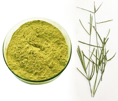 Dried Paragis Plant Powder Eleusine indica GooseGrass Poaceae Ayurvedic ...
