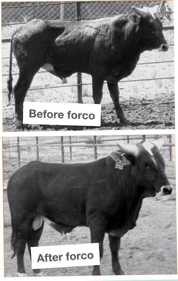 FORCO PELLETS equine, dog, cat digestive supplement/fortifier 25lb ...