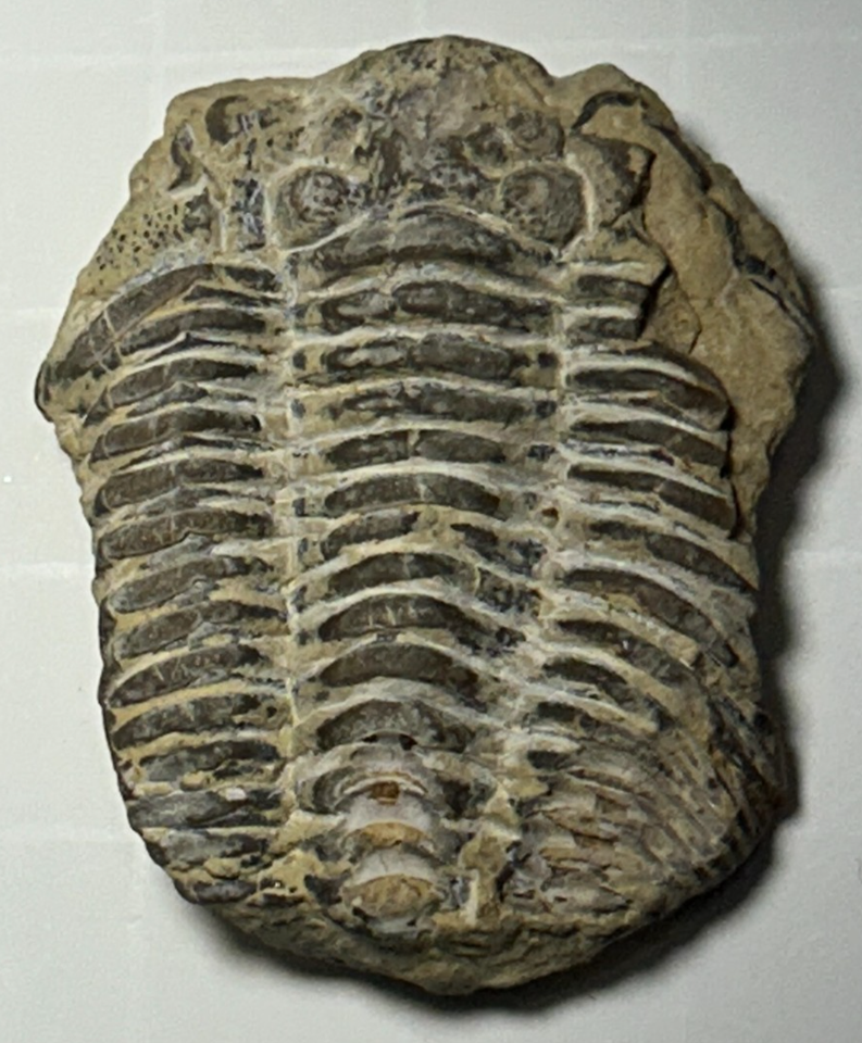 Authentic Devonian Phacops Trilobite Fossil – Morocco – 45mm Specimen ...