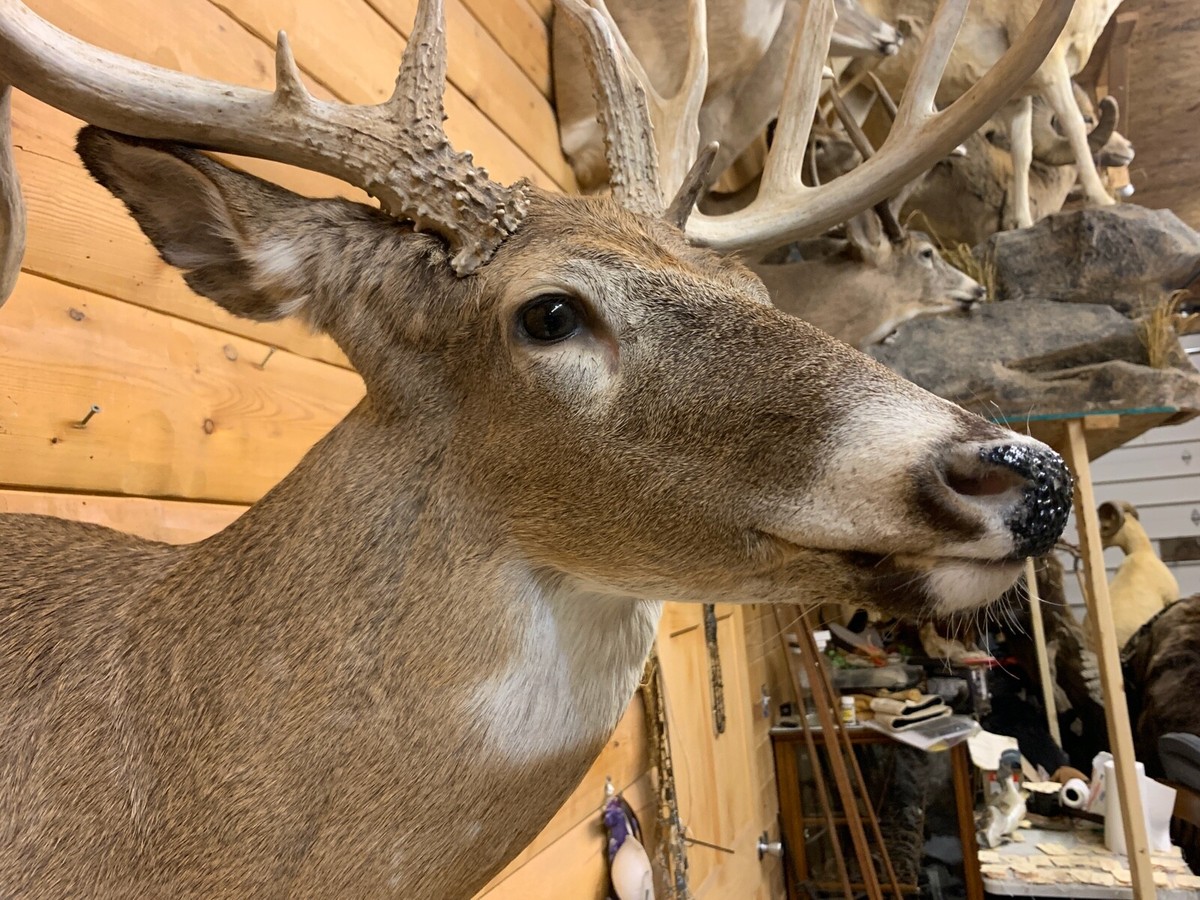 16 Point Whitetail Deer Just Nuts! Massive Missouri 16 Pointer Turns