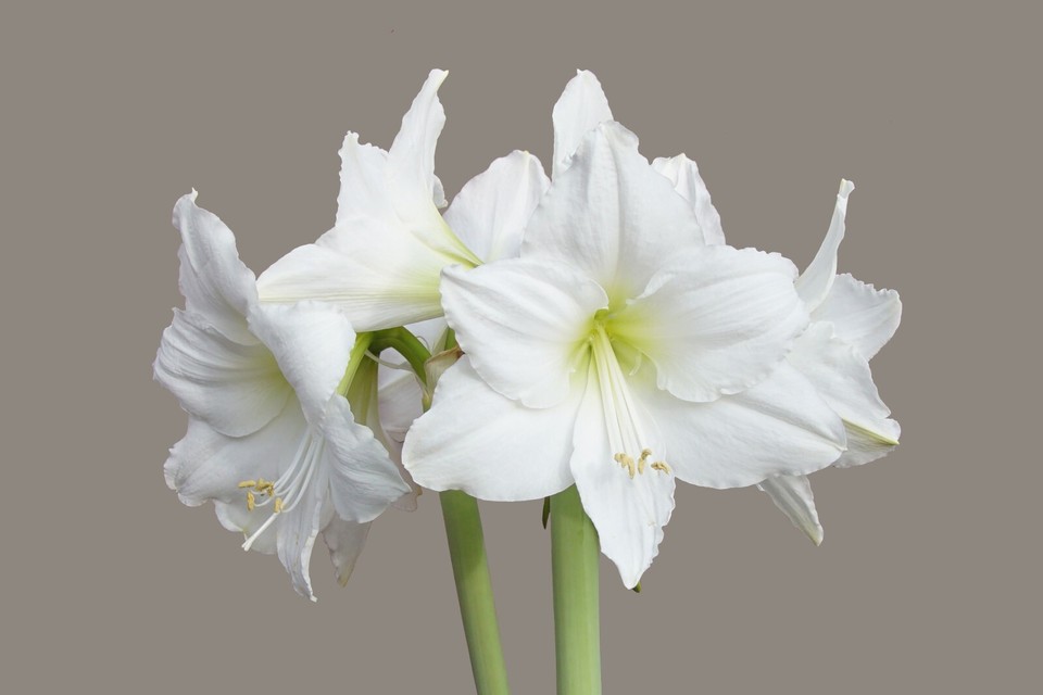 1x Amaryllis Belladonna Alba Bulb Hipeastrum Jersey Lily Garden ...