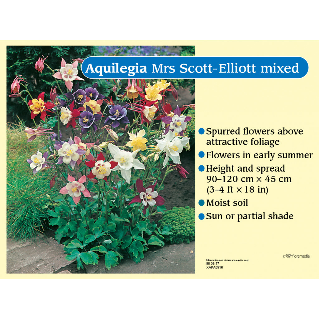 25 Mrs Scott Elliot Columbine - Aquilegia Seeds | eBay UK