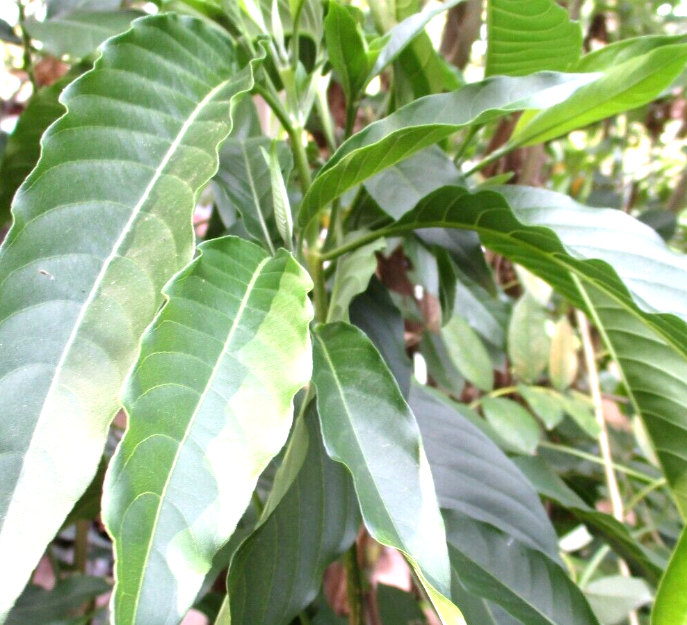 Herbal Pawatta Justicia Adhatoda Dried Leaves 100% Organic & Pure ...