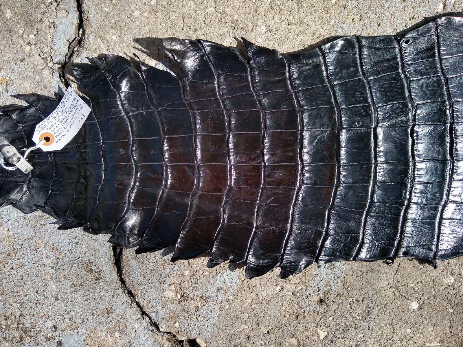 Wild Alligator gator Hide Skin Pelt Huge Large Old leather Trophy Rug ...