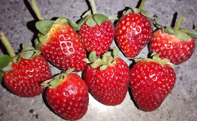 20+ TEMPTATION STRAWBERRY Seeds Very Juicy Tasty High Yielding Variety ...