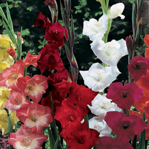 Gladiolus Primulinus Gladioli 'Mixed' Quality Summer Bulbs Pack x10 | eBay