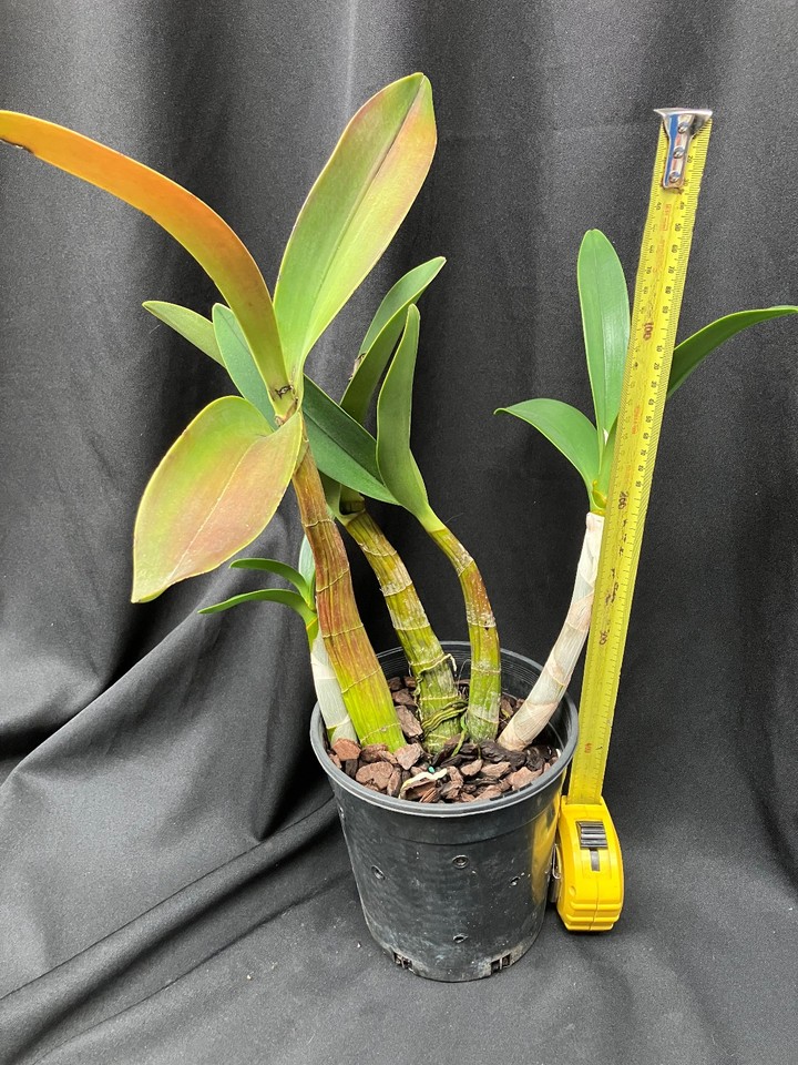 Orchid - Den. speciosum var speciosum No. 1 | eBay Australia