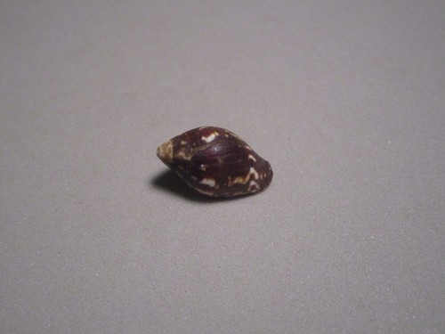 Mitra Strigatella litterata Lamarck, 1811 "HAWAIIAN ISLANDS" (17.4mm ...