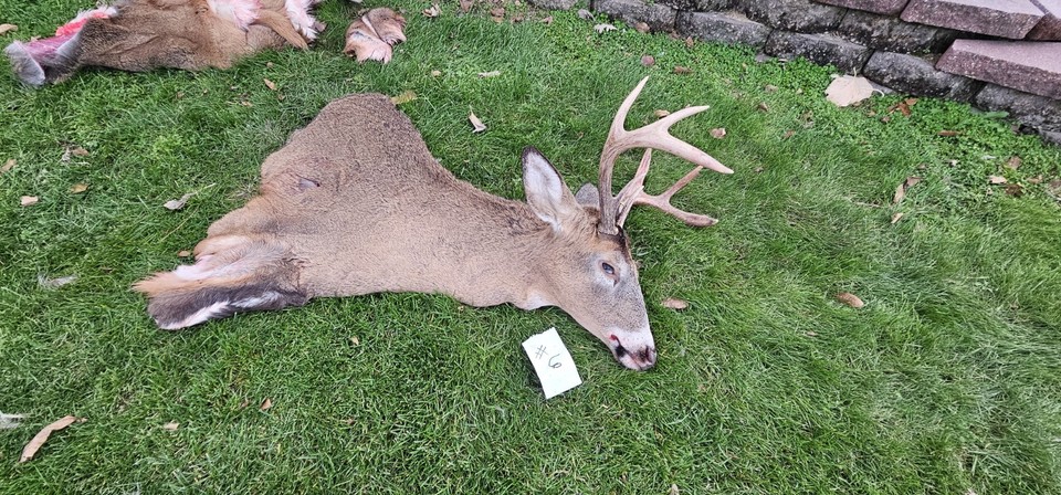 WHITETAIL DEER CAPE 24" Y- cut!! taxidermy hide mount capes fur antlers ...