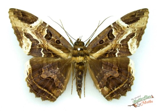 Letis Herilia Tropical Owlet Moth A1- Ensemble x1 Entomologie Insect ...