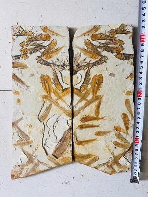 2pc Cambrian fish fossils, wolf finned fish paleontological specimens ...