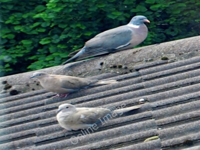 Photo 6x4 Newburgh: native and alien pigeons on my roof Newburgh/NJ9925 ...