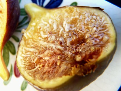 SEBASTIAN's FRENCH FIG - An Heirloom From France - 2x Cuttings | eBay