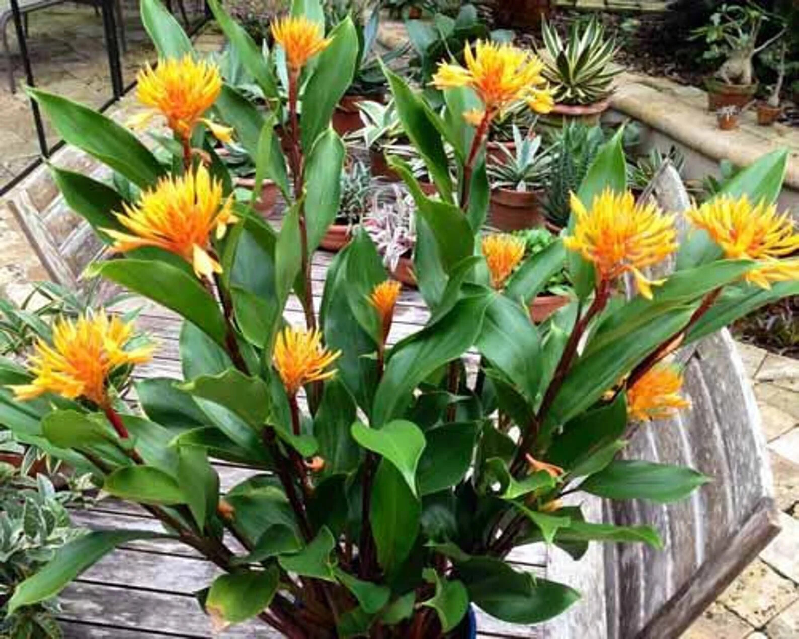Golden Brush Dwarf Ginger - Burbidgea schizocheila- SMALL ROOTED ...