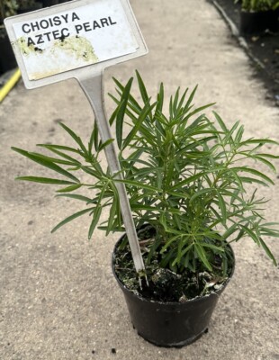 Choisya x Dewitteana ‘Aztec Pearl’ Evergreen Compact Bushy Shrub in 2 ...