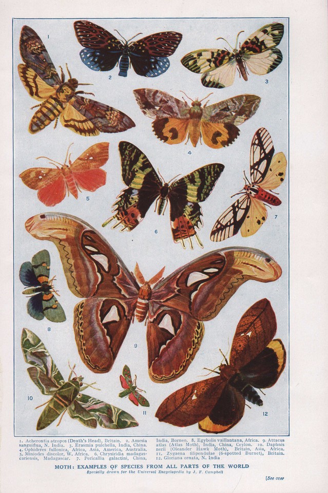 1906 PRINT ~ MOTHS ~ DEATH'S HEAD HAWK AFRICAN BRITISH SPHINX DOUBLE ...