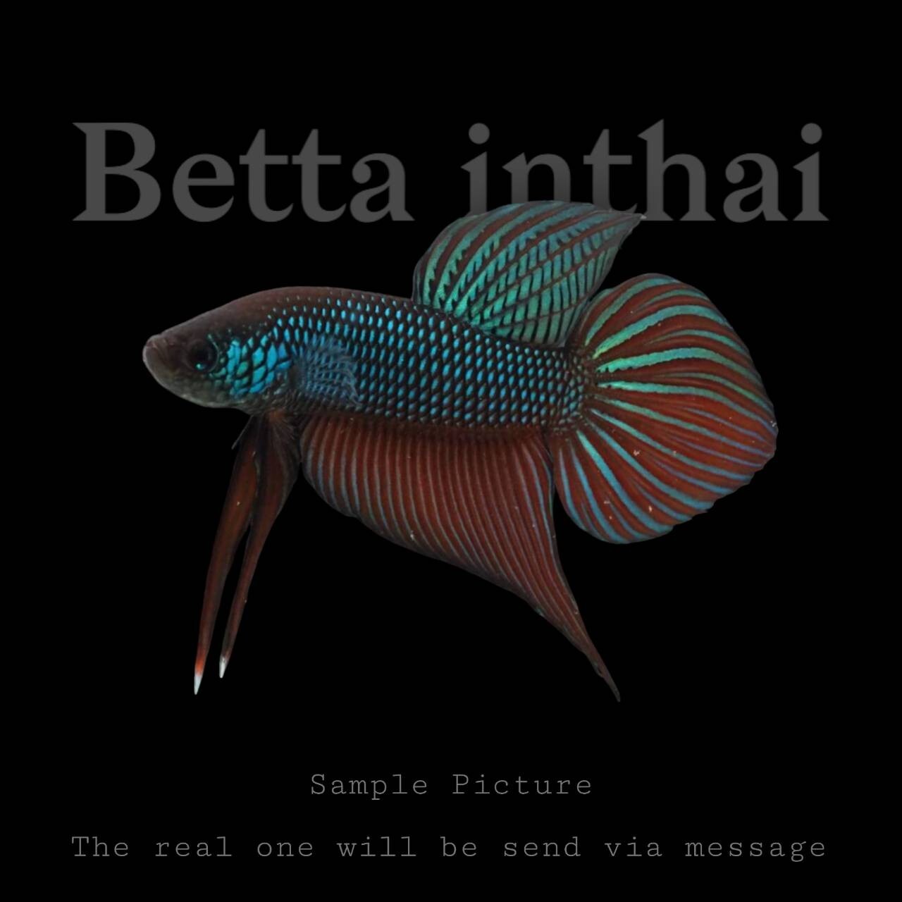 Wild Betta Smaragdina Snake Face Male Wild Live Betta Fish High Quality ...