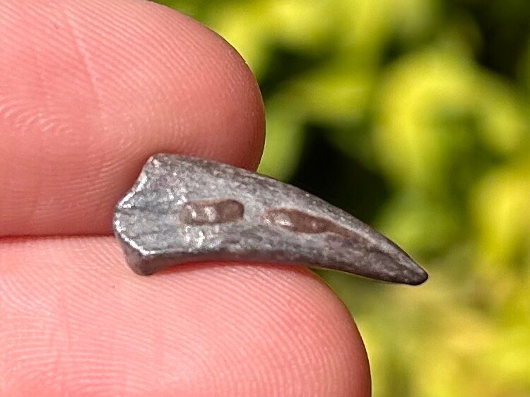 Small Theropod Dinosaur Claw Fossil from Niger Dino Bones Eocarcharia ...