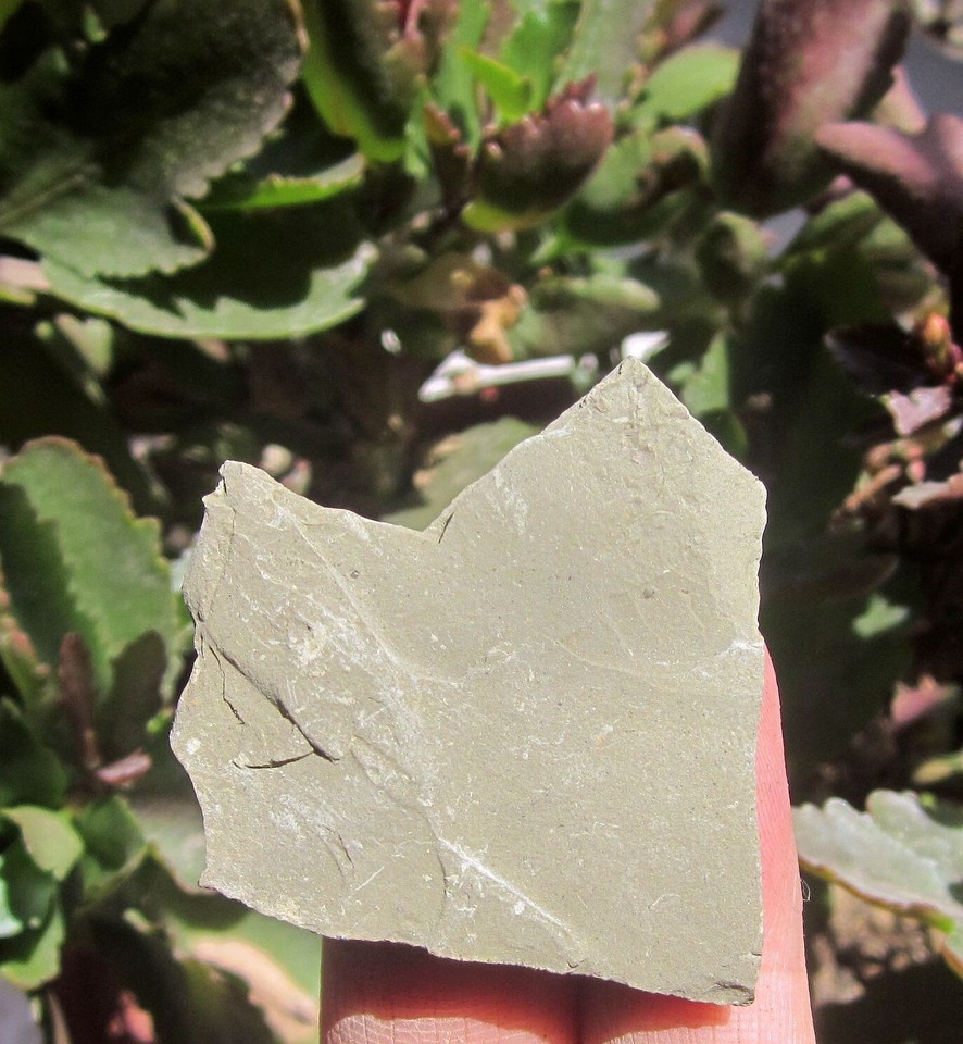 Cambrian Arthropoda Trilobite Fossil | eBay UK