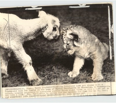 LAMB Befriends LION CUB Muriel Morrisette Home MINNEAPOLIS 1976 Press ...